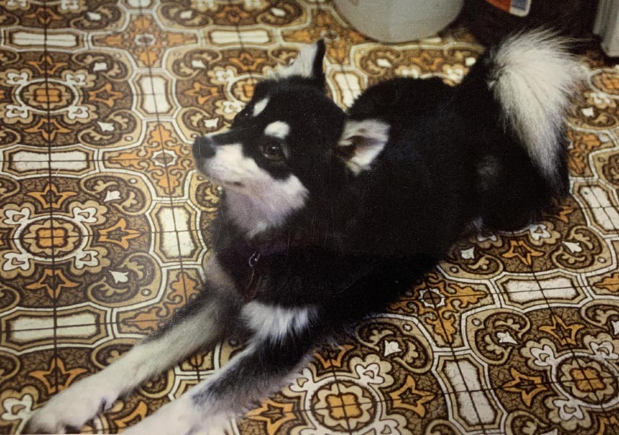 PedigreePoint Online Database